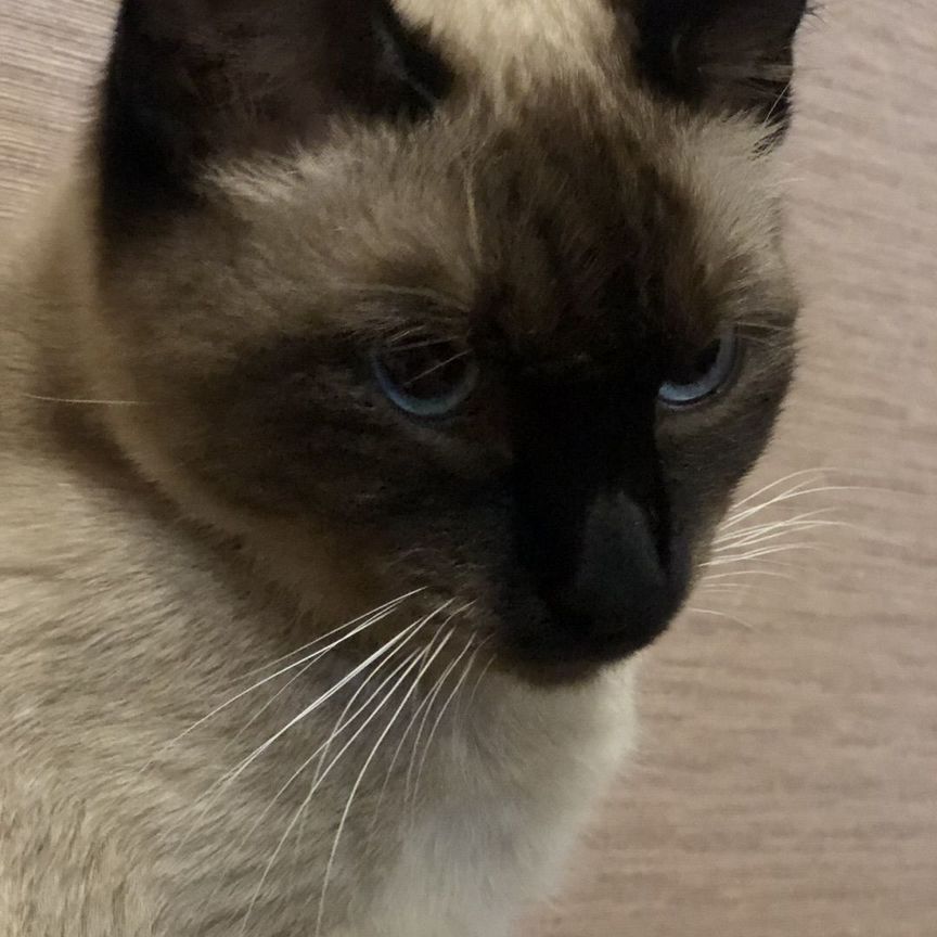 Котик в добрые руки