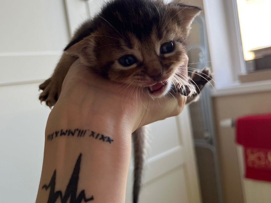 Котенок абиссинский (помесь)