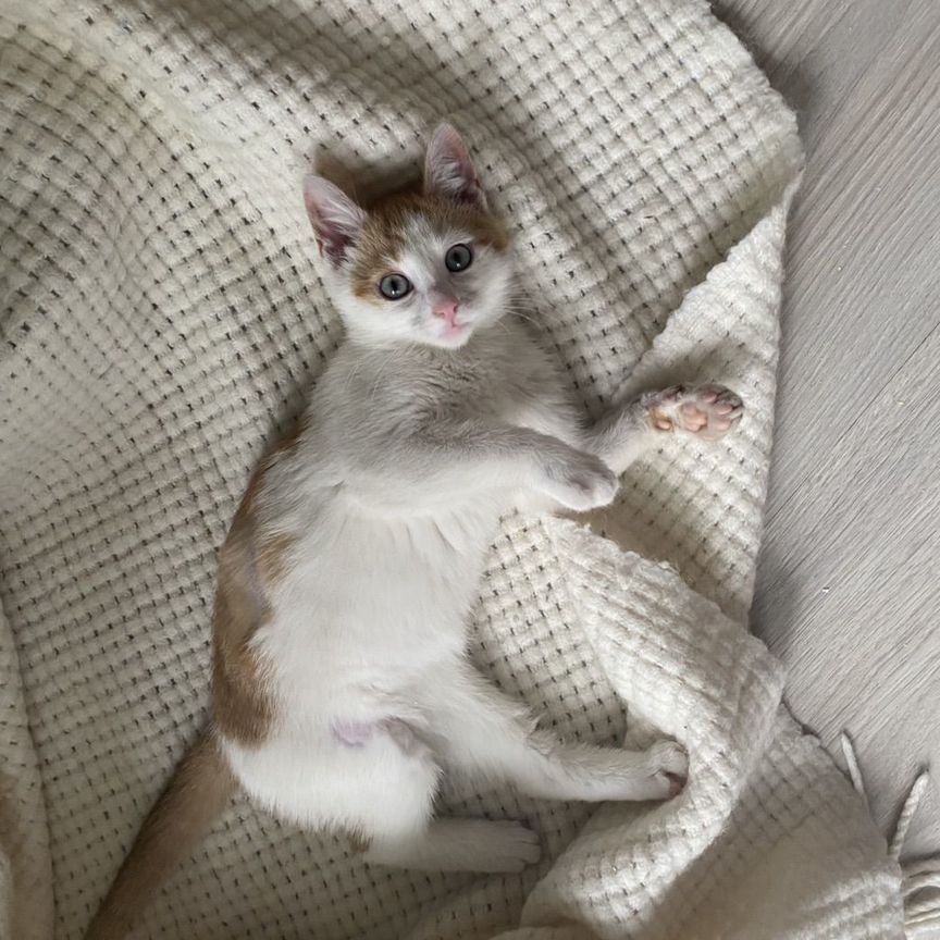 Котенок в надежные руки