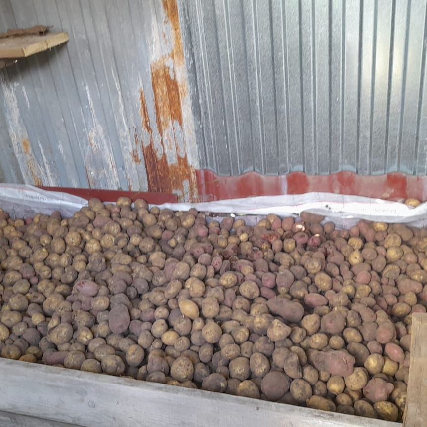 Картофель свежий урожай