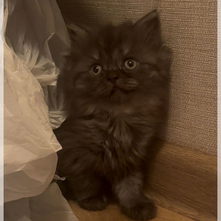 Шотландский прямоухий длинношёрстный котёнок