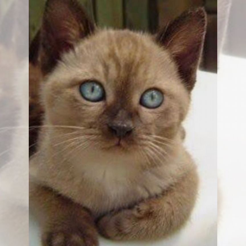 Европейский бурманский котёнок