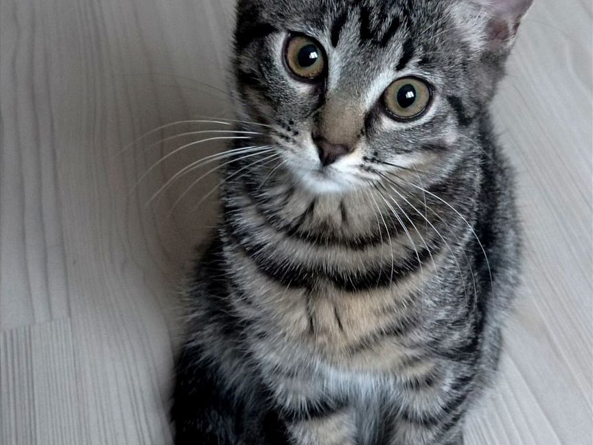 Котёнок девочка серая полосатая