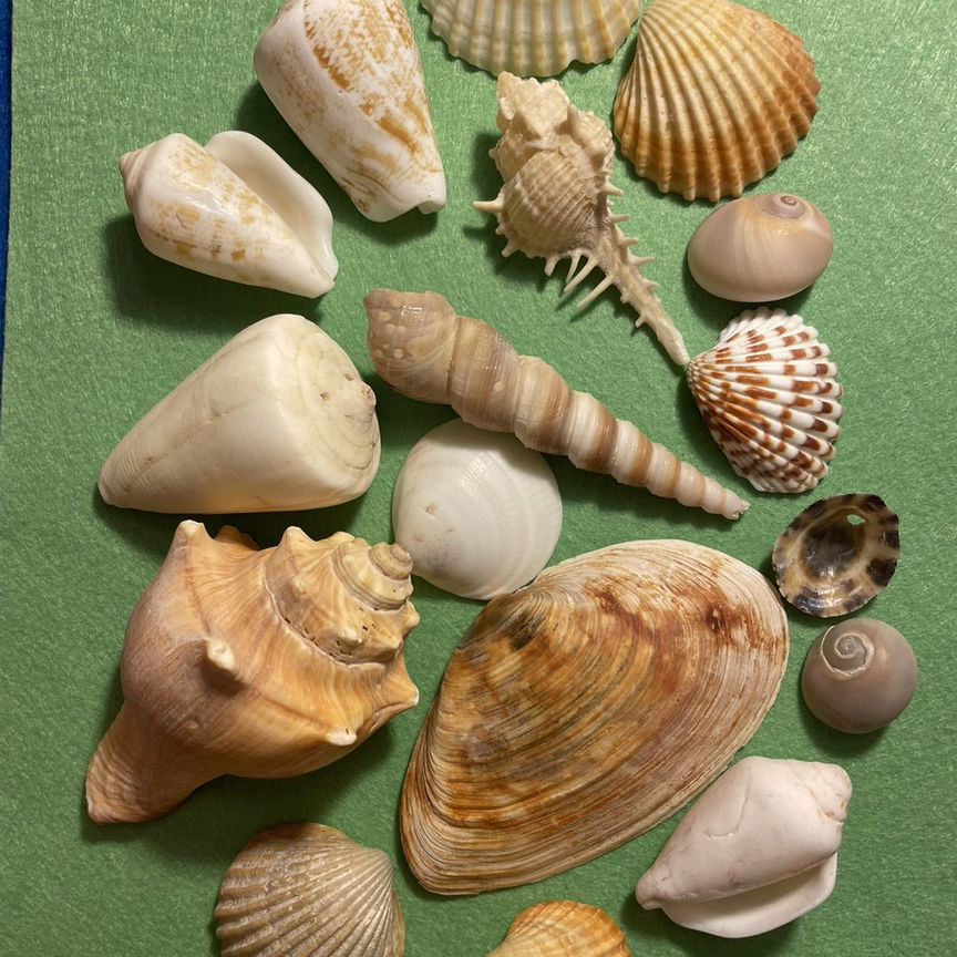 Морские ракушки, набор