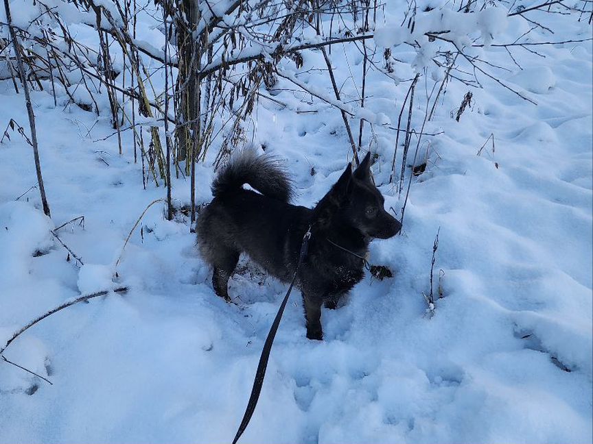 Маленькая собачка в добрые руки