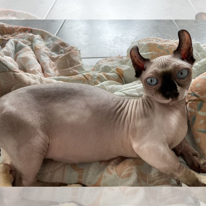 Канадский сфинкс котёнок