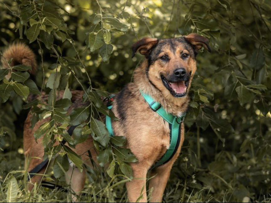 Собака в добрые руки