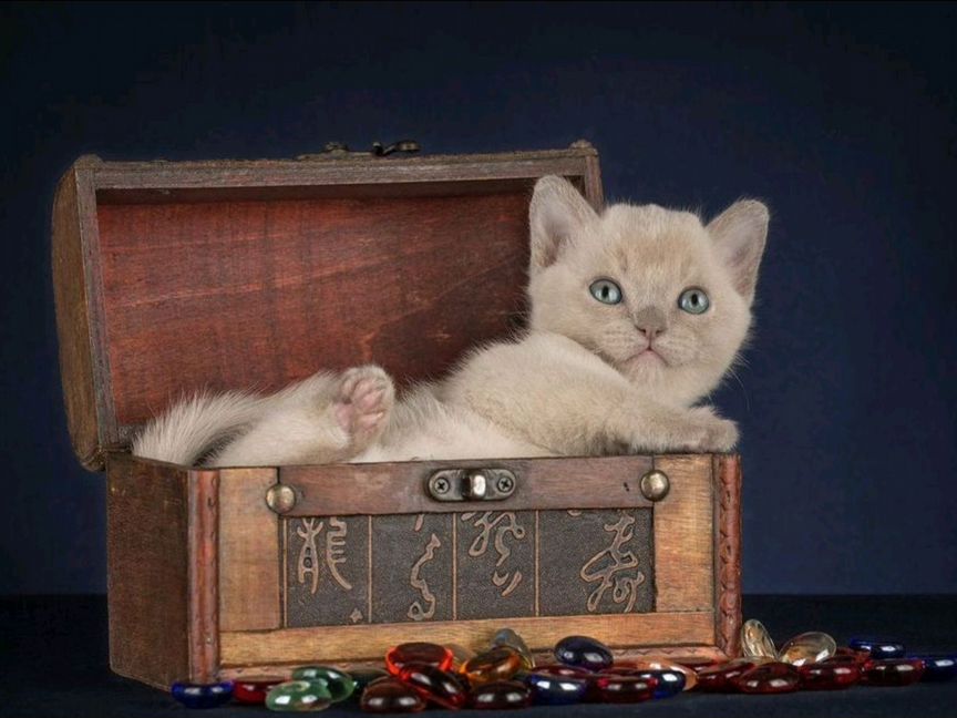 Американская Бурма котик 2,5 месяца