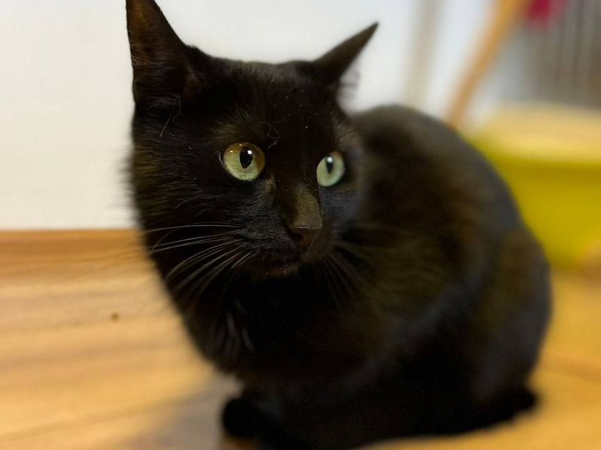 Кошка в добрые руки