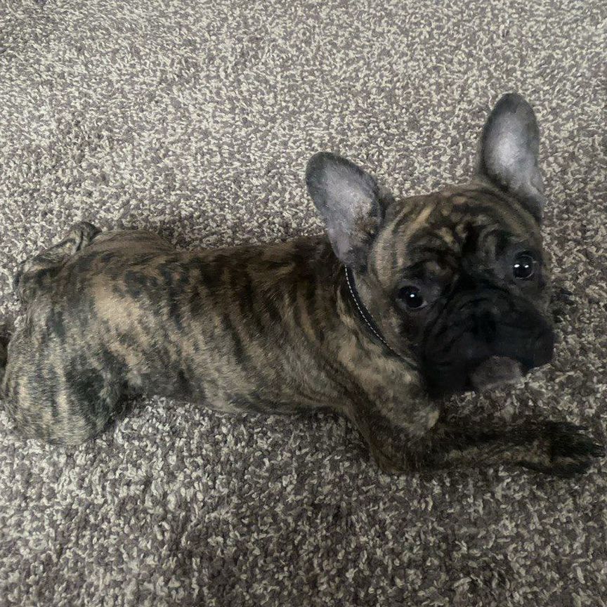 Французский бульдог, взрослая собака