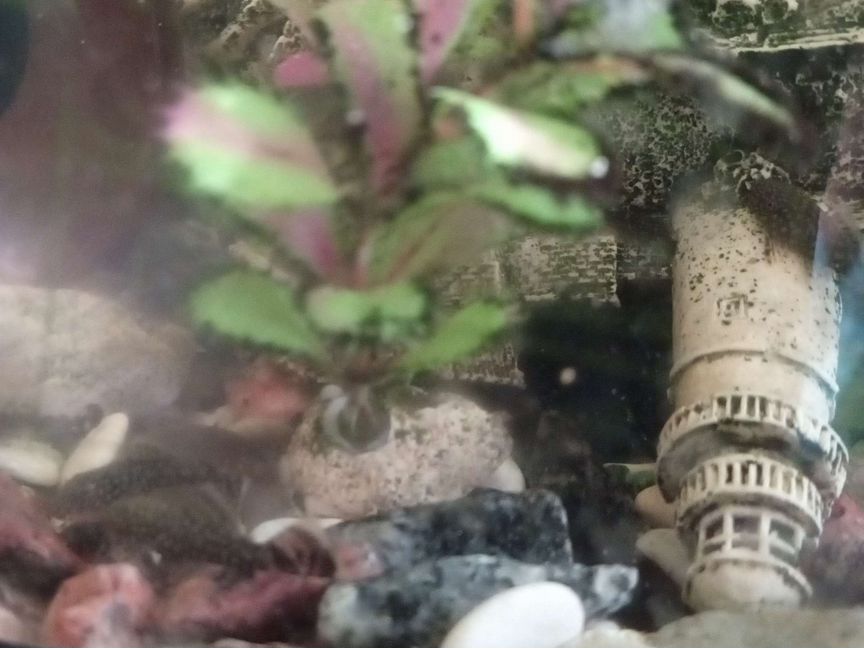 Сомики присоски. Разного возраста