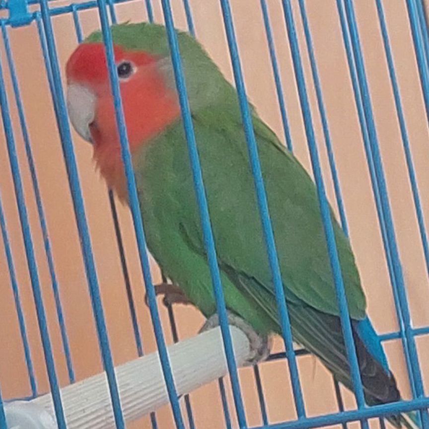 Попугай неразлучник