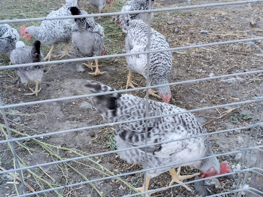 Петушки Борковской барвистой