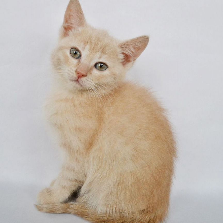 Котёнок в добрые руки