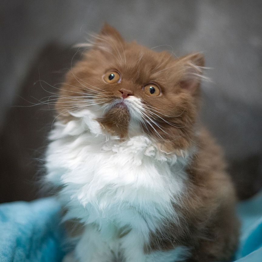 Британский длинношёрстный котёнок