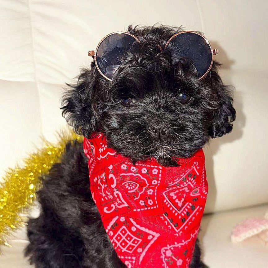 Мальтипу, щенок