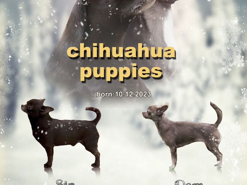 Гладкошерстные чихуахуа