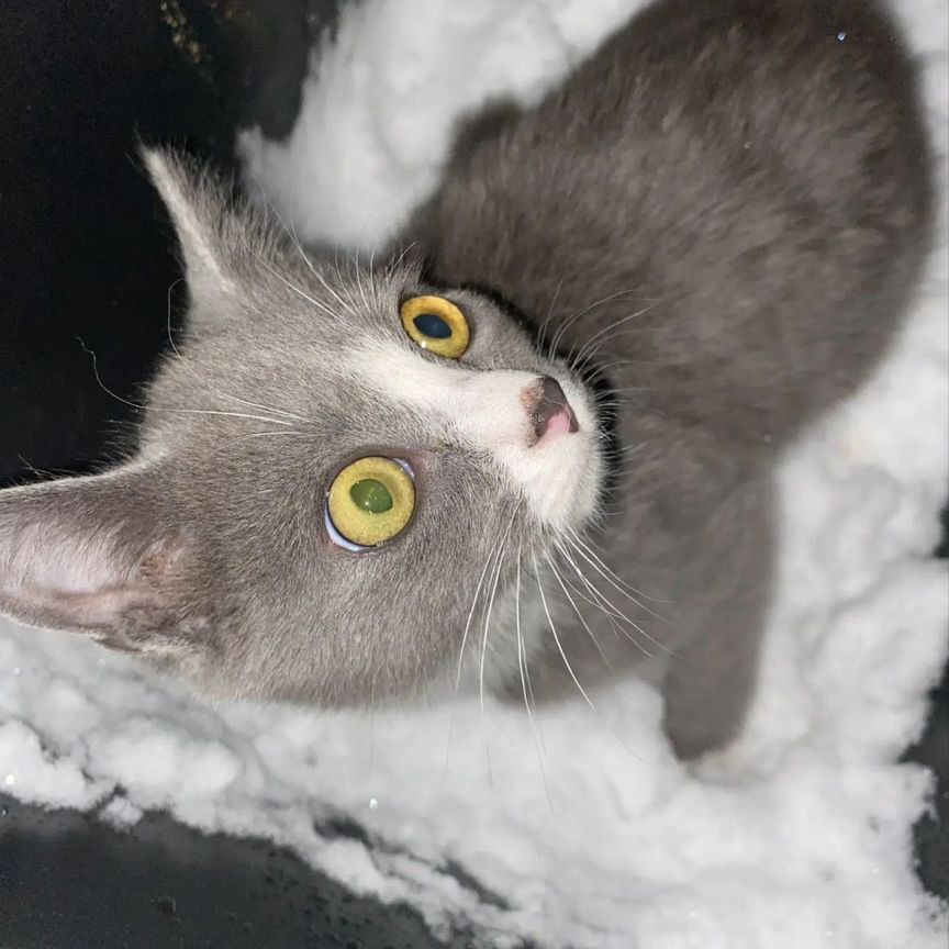 Котёнок в добрые руки