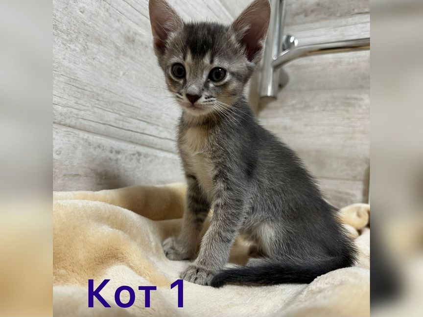 Абессинские котята
