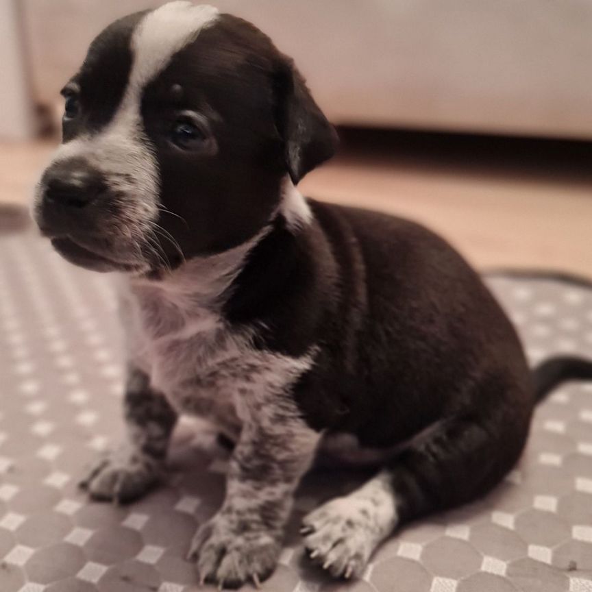 Щенок в добрые руки