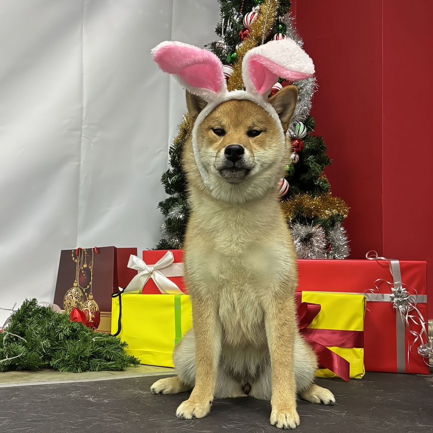 Сиба-ину, щенок