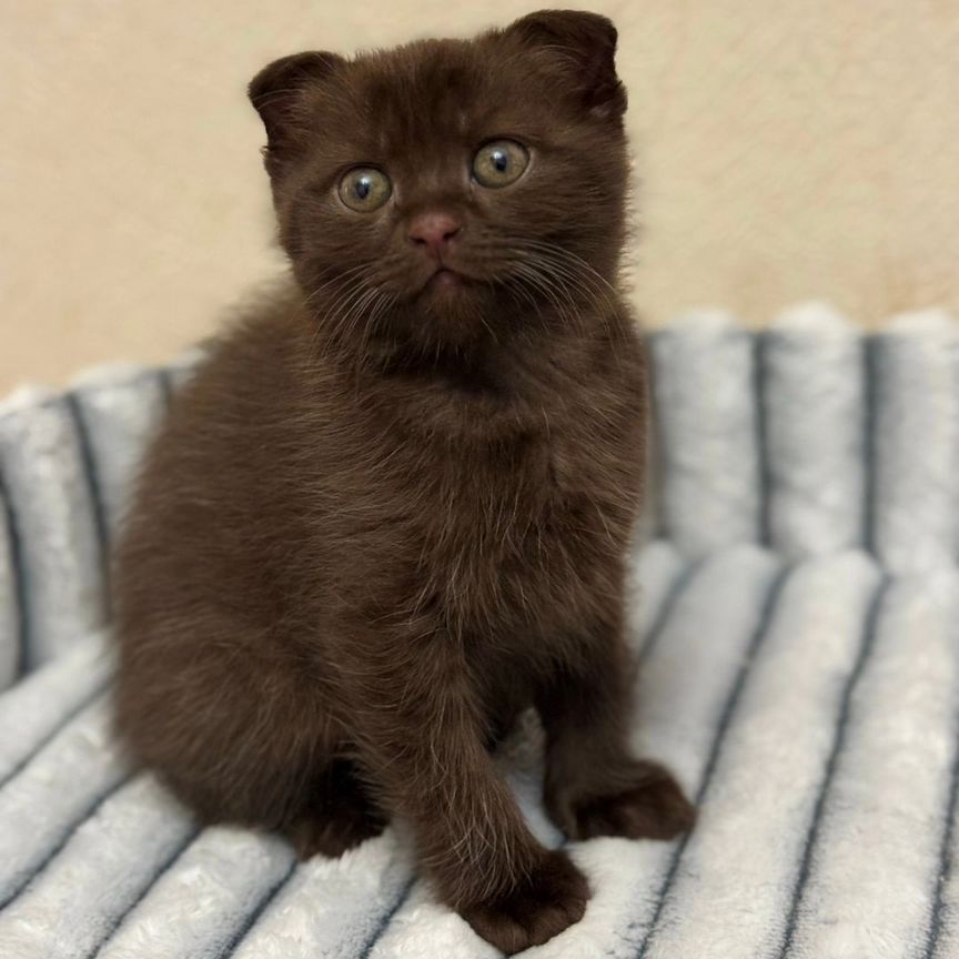 Шотландский вислоухий короткошёрстный котёнок