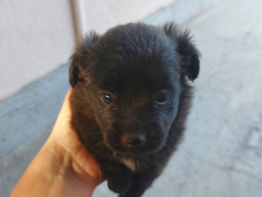 Собака девочка,1 месяц