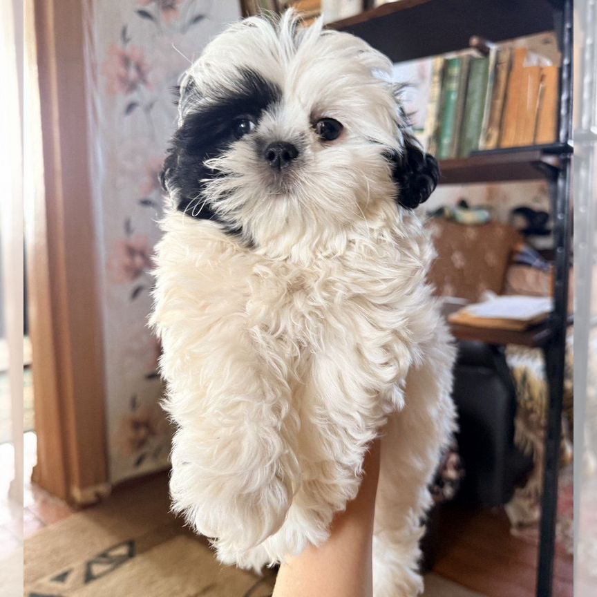 Ши-тцу, щенок