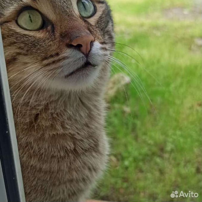 Кузенька ищет дом