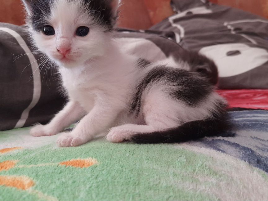 Отдаю котенка в добрые руки