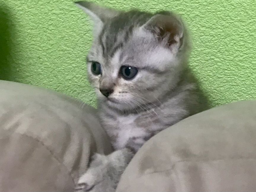 Котенок серебристая шиншила