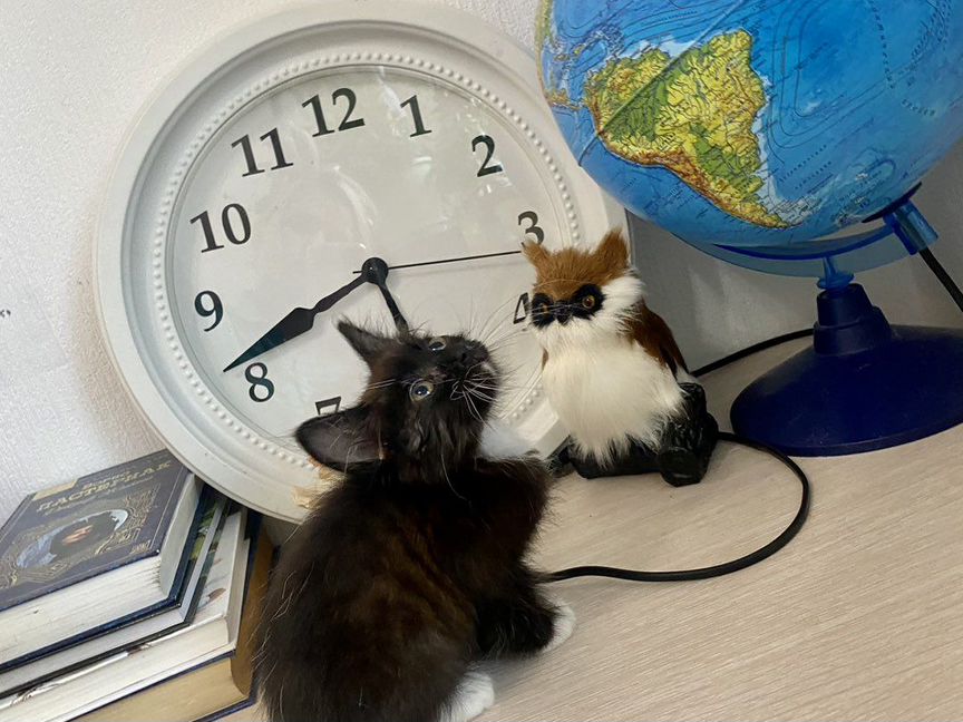 Котёночек совсем маленький