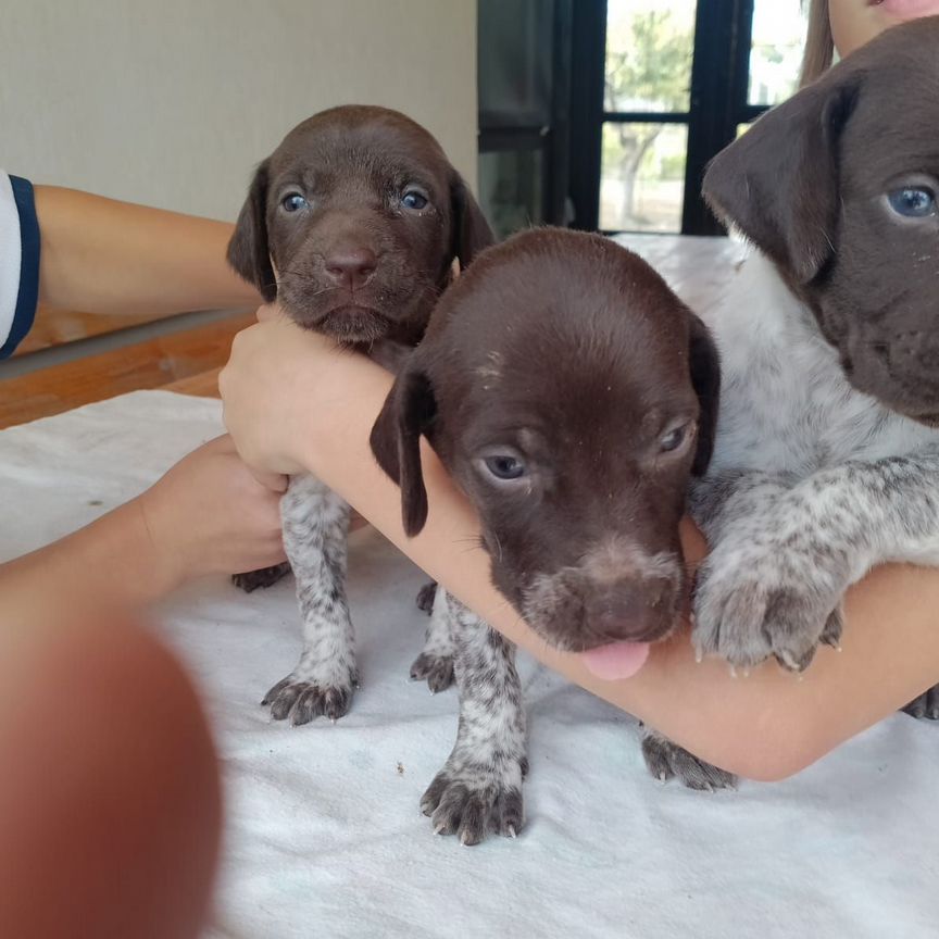 Щенки курцхаара