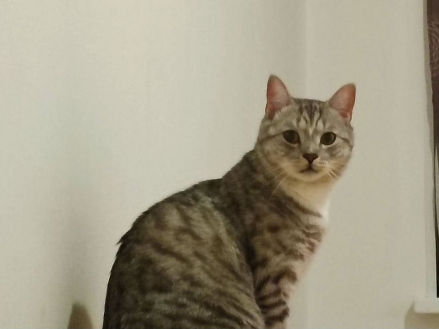 Кошка