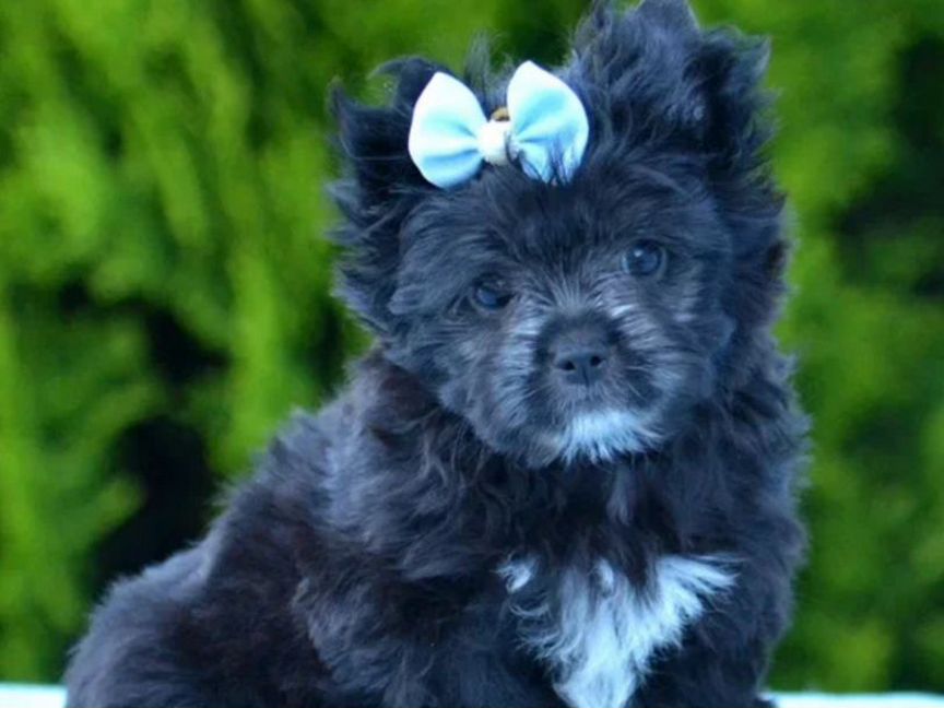 Цветной Йоркширский терьер