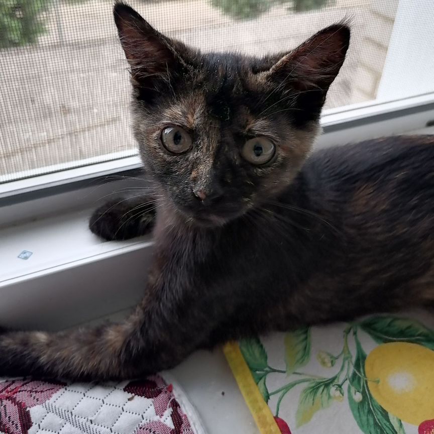 Кошечка 2, 5 мес. Желательно в частный дом