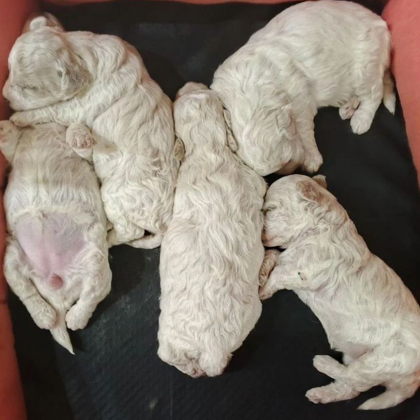 Бишон фризе, щенок