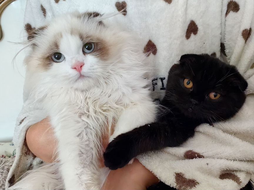 Котята Хайленд