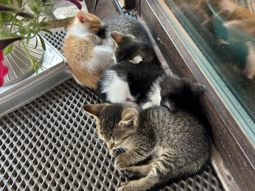 Котята 1 месяц 3 мальчика и одна девочка