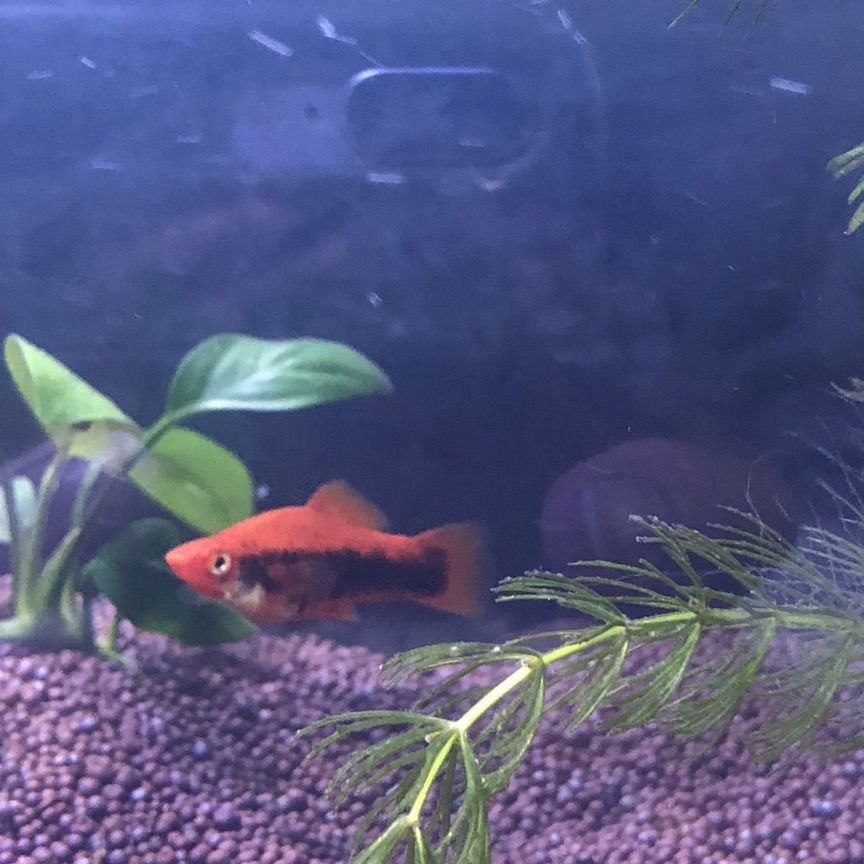 Аквариумные рыбки меченосцы