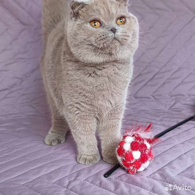 Плюшевая мурчалка