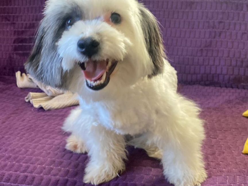 Метис болонки в добрые руки