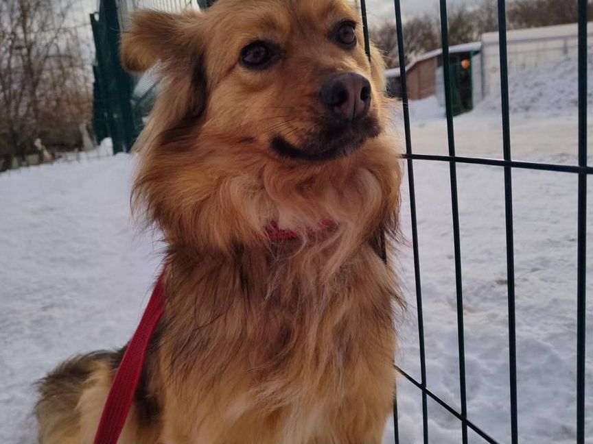 Домашняя собака в приюте
