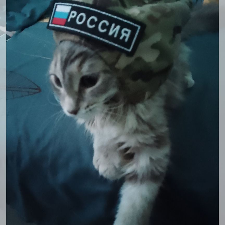 Котэ
