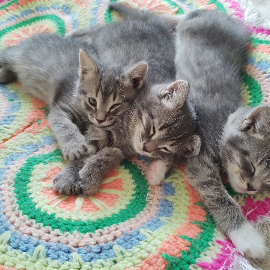 Котята в добрые руки г. Екатеринбург