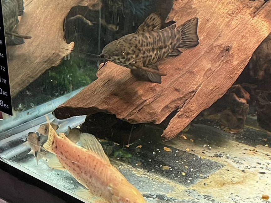 Сом таракатум