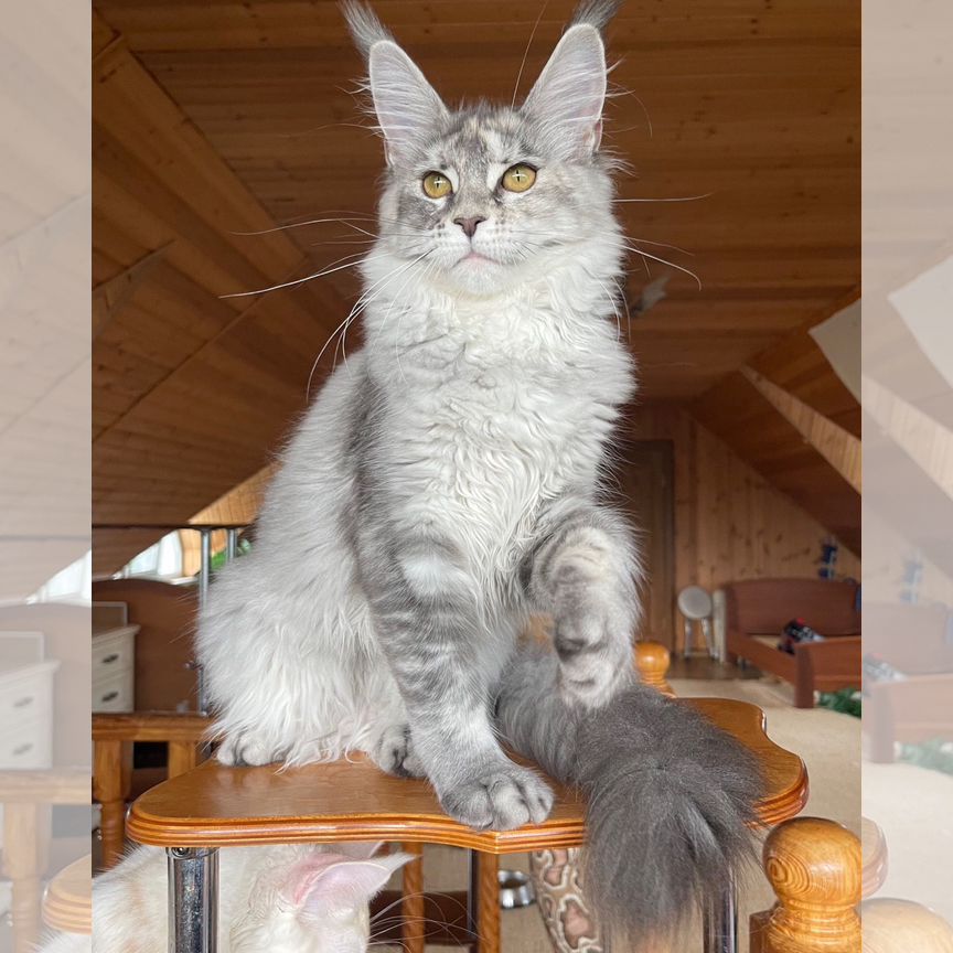 Котенок мейн-кун