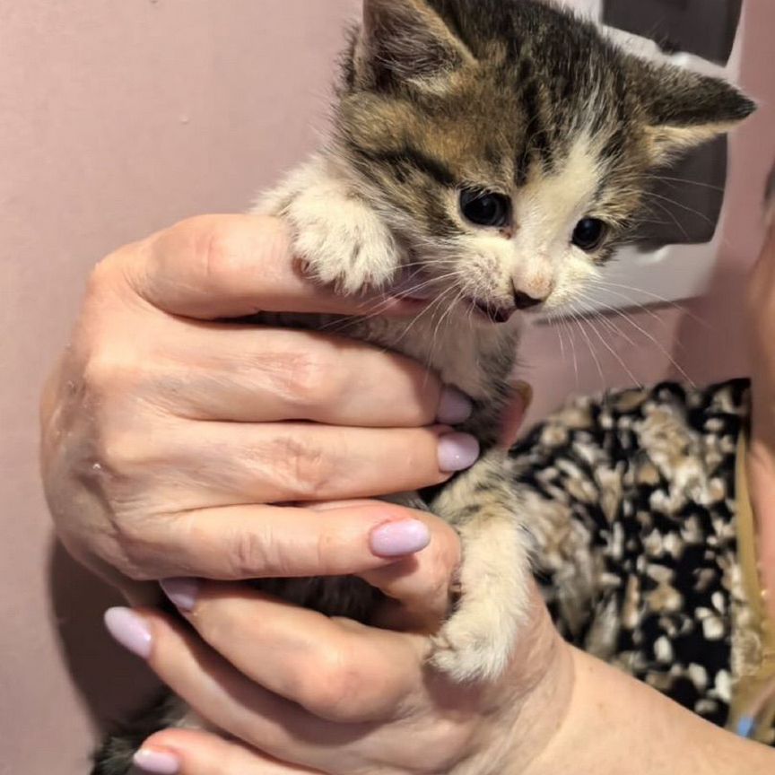 Отдам котенка в добрые руки