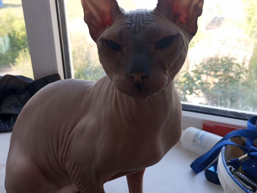 Продаётся кошечка Свинкс 10 месяцев