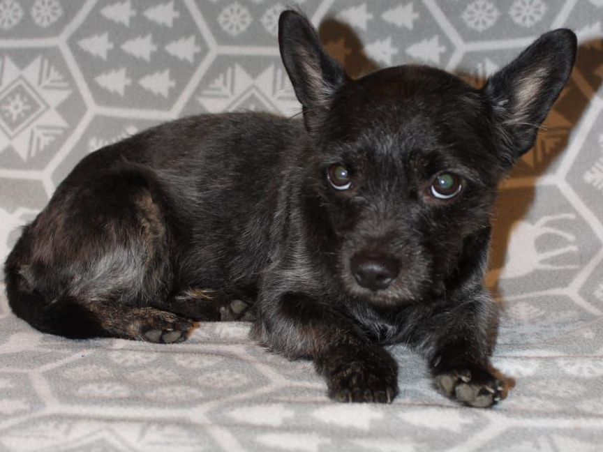 Скотч-терьер в добрые руки